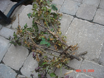 Love Your Lawn: Rose Cane Borers