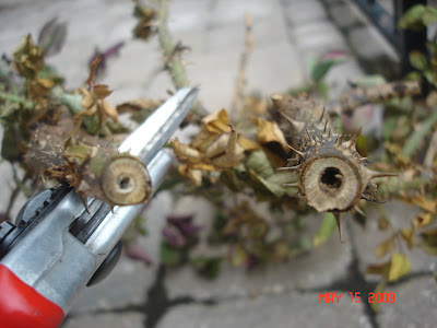 Love Your Lawn: Rose Cane Borers