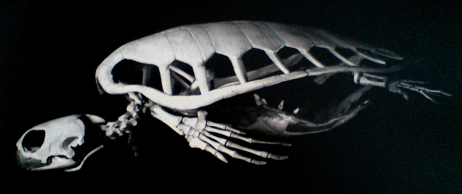 Life (Sciences): Stunning skeleton photos