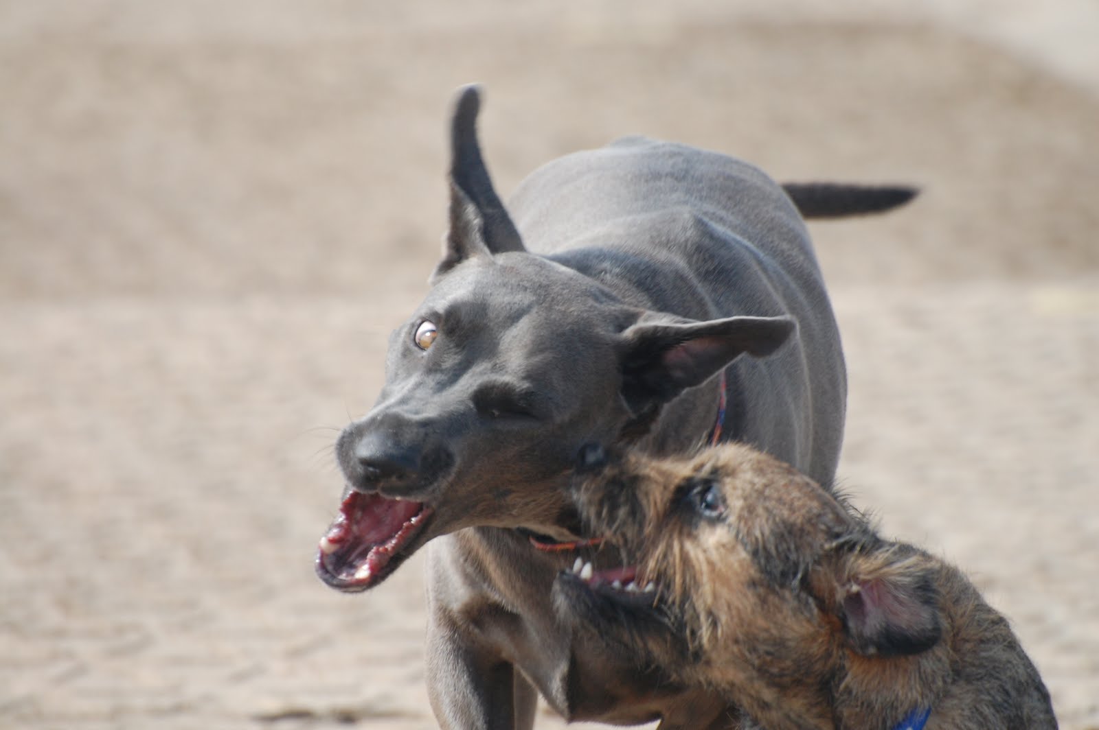 WHITE'S WIGGLY ZACK : Blue Lacy