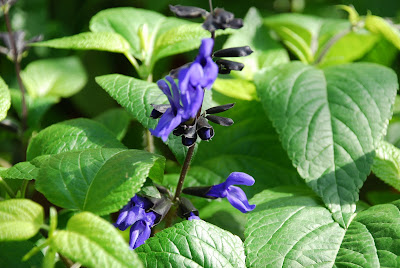 Valley View Farms: PLANT OF THE WEEK: Black & Blue Salvia