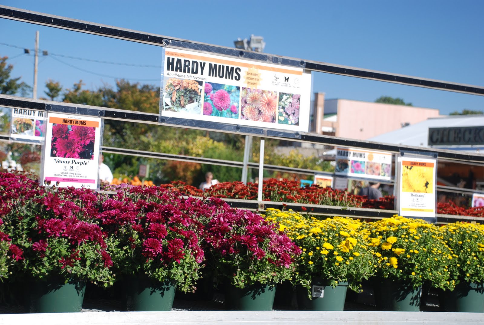 Valley View Farms: Thousands of Mums