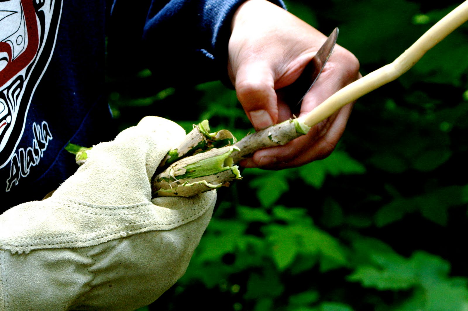 Super Sonic Learning: Devil's Club: A Wonder Weed