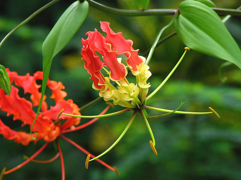 IMAGES: FLOWER IN SRILANKA
