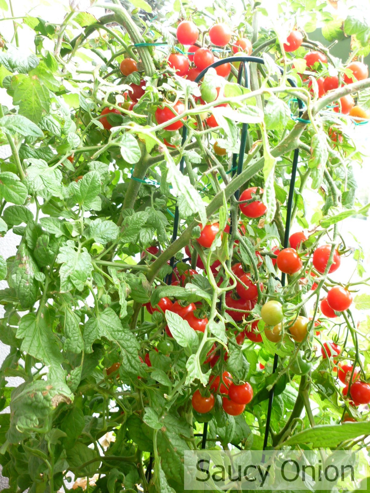 Saucy Onion: Edible Balcony - Adios!