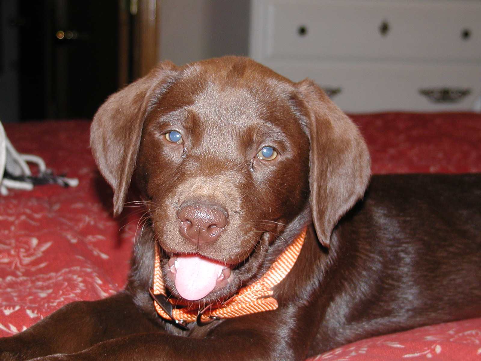 This One's For the Dogs! Lavender and Labs: Heaven at Turkey Creek Farm