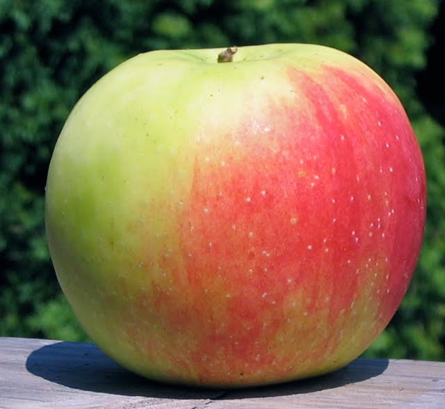 Wealthy ** - Adam's Apples