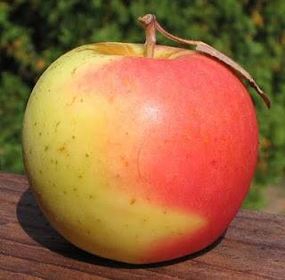Lucky Rose Golden * - Adam's Apples
