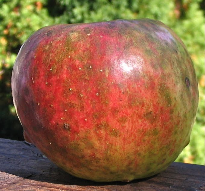 Adam's Apples: Ben Davis