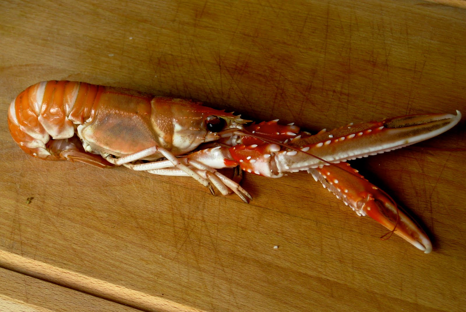 LANGOUSTINE