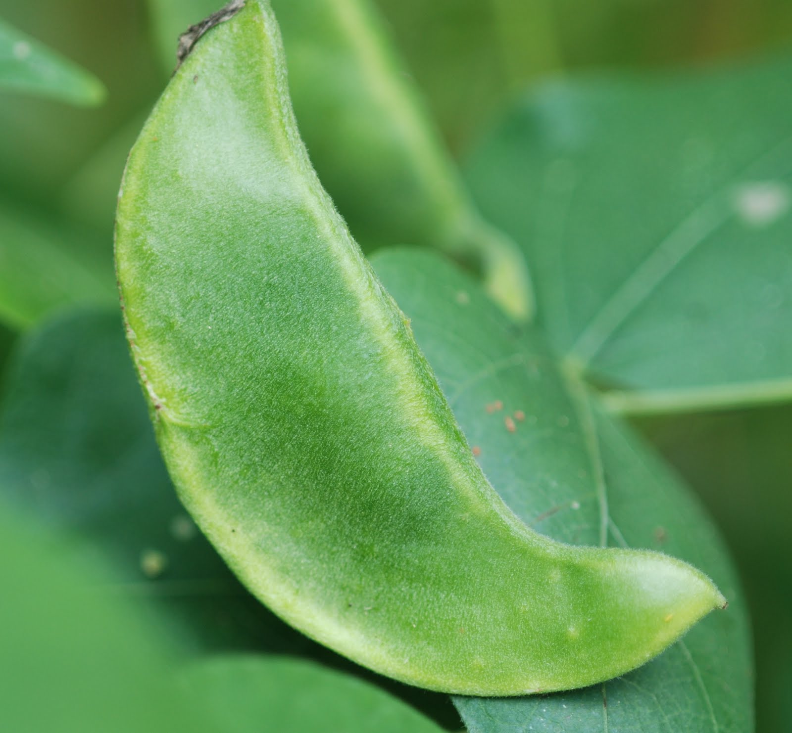 Vegetable Matter: Get Growing in June