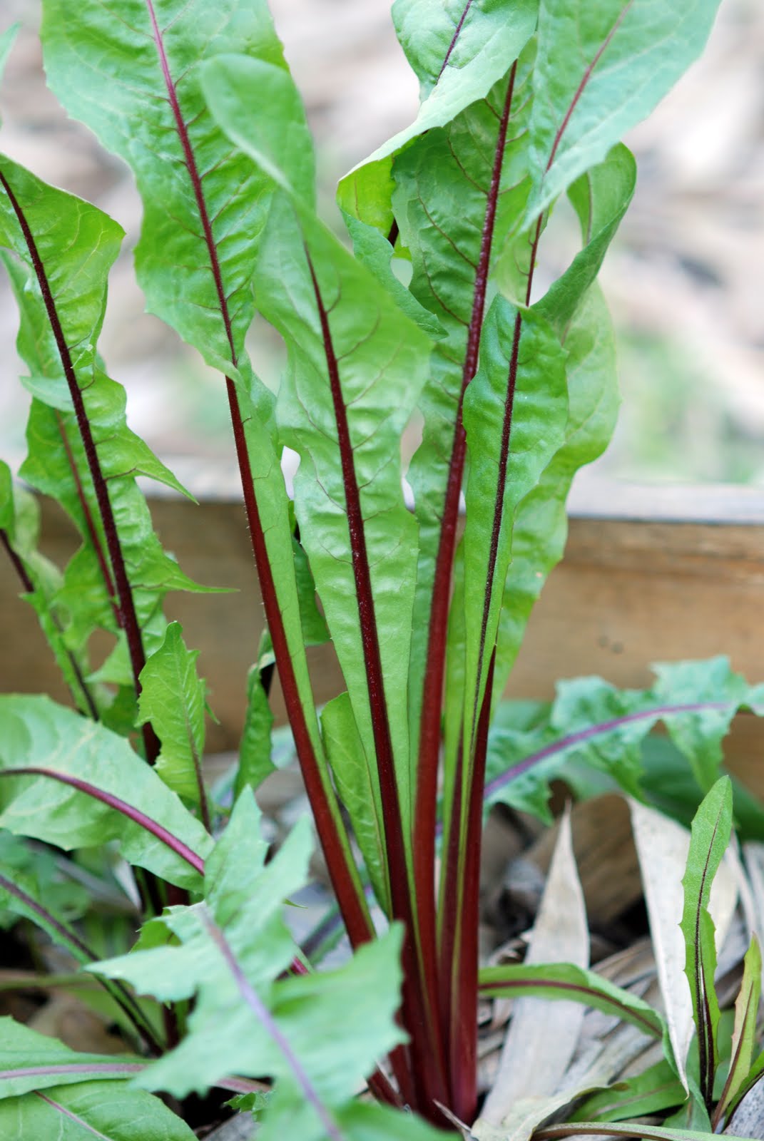 Vegetable Matter: Get Growing in August