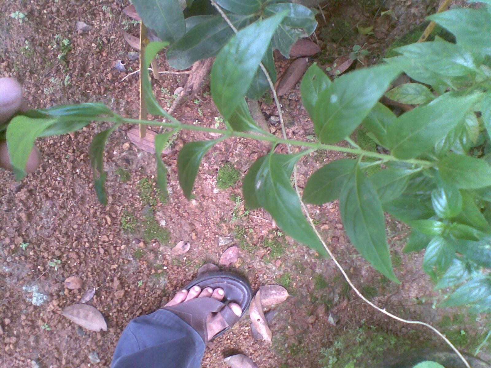 MEDICINAL PLANTS PICTURES IN AYURVEDA