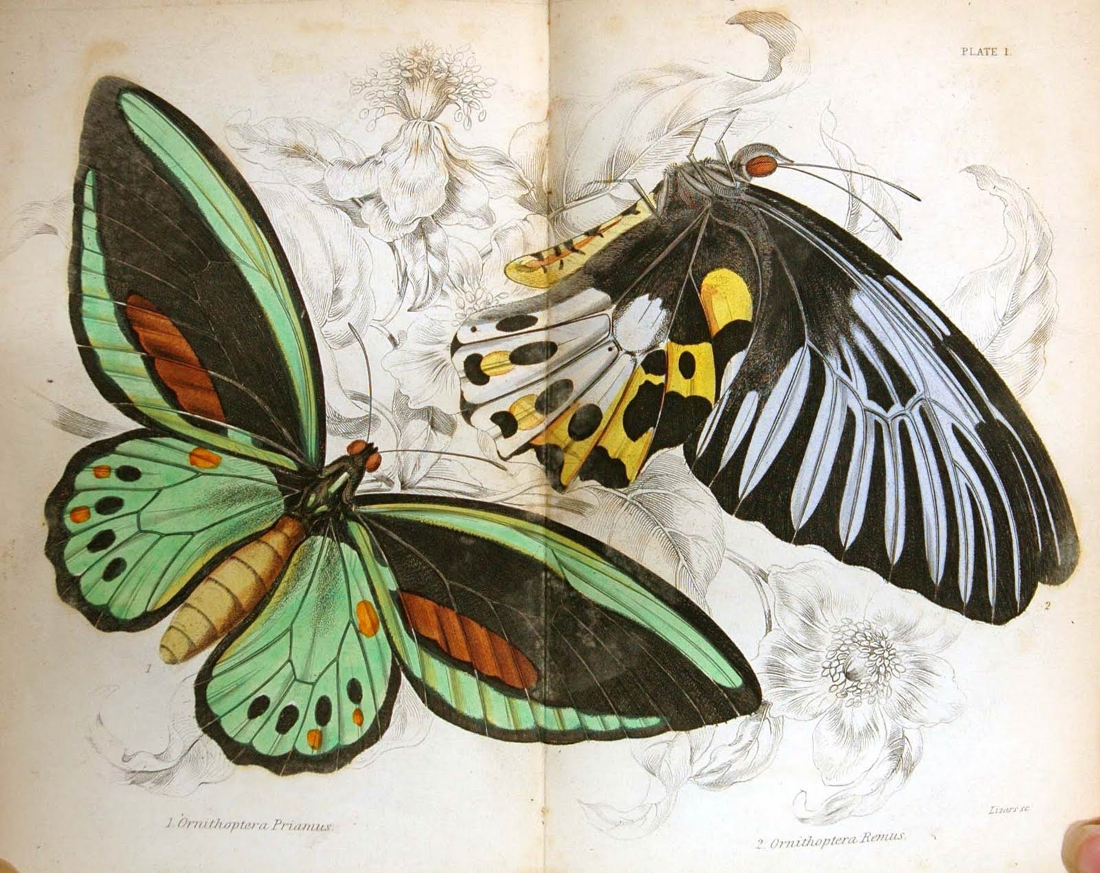 Poze desktop - Wallpapers: Poze desktop - Fluturi