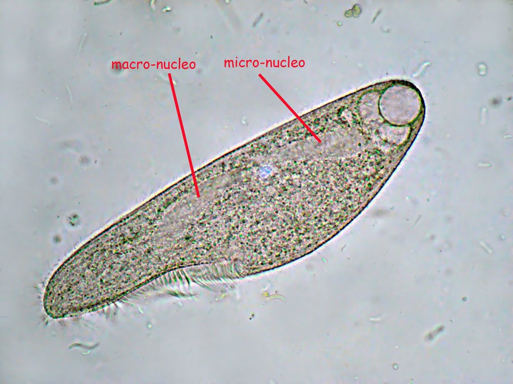 Il Microscopio