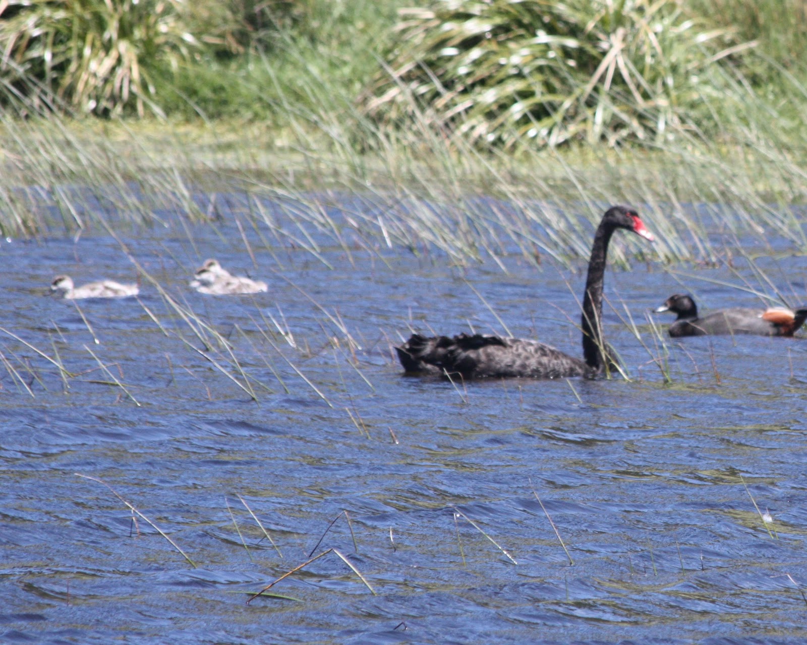 THE KIWI KRONICLES: Day 35 Te Kaha, Hicks Bay, East Cape Lighthouse and ...