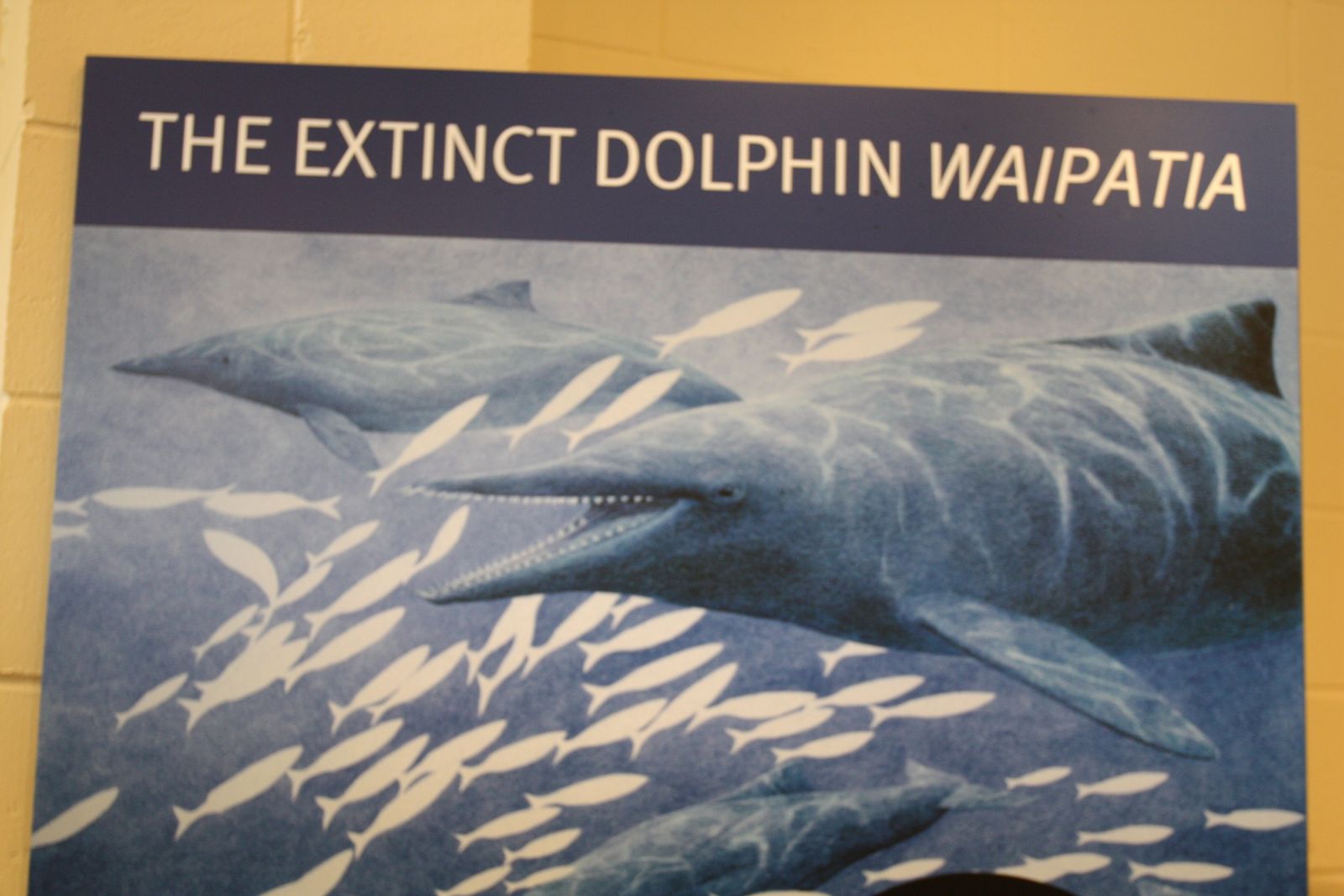 THE KIWI KRONICLES: Day 125 Waitaki Valley, Vanished World Fossil Trail ...