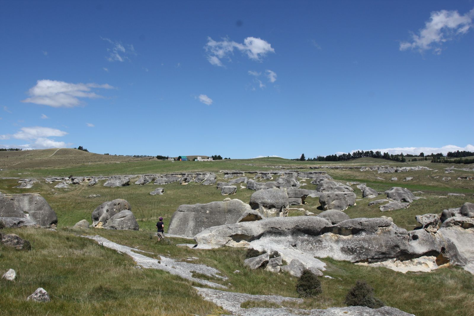 THE KIWI KRONICLES: Day 125 Waitaki Valley, Vanished World Fossil Trail ...