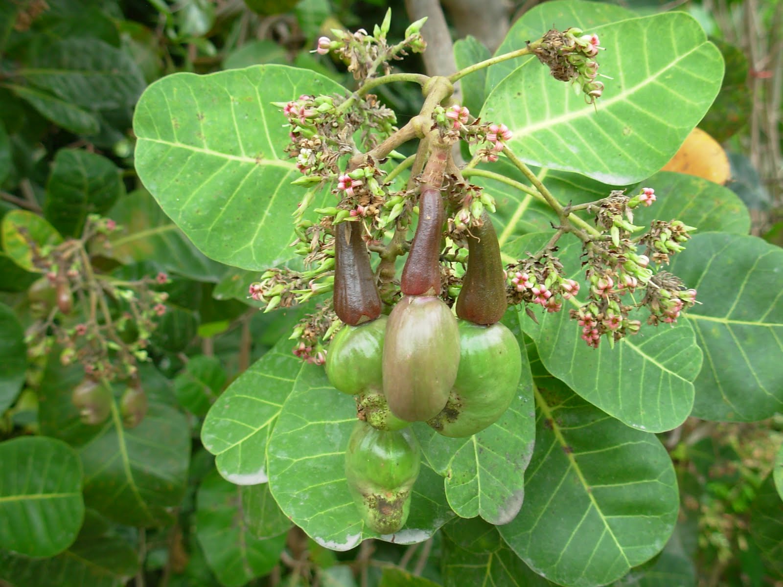 PIQUEE PAR LES YENYENS: avril 2010