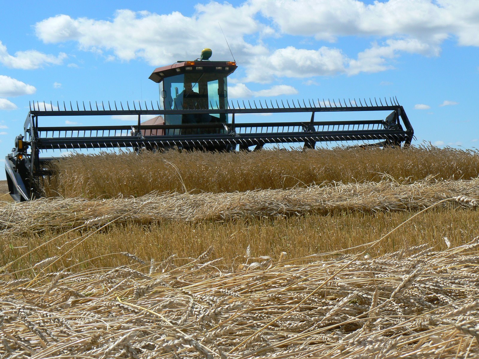 Life In The Country: Swathing times Two