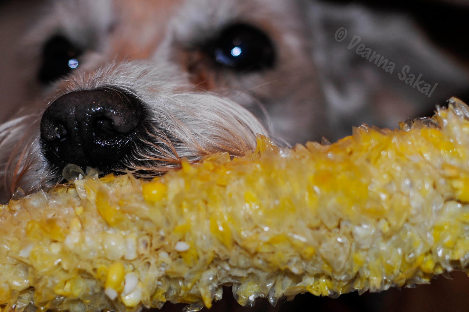 Black and White Color: CornDog