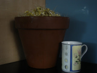 A Singaporean Uncle in Australia: It must be the mung beans that Jack's ...