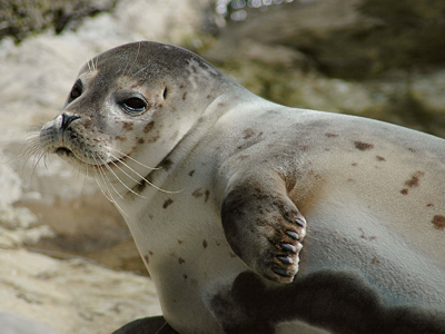 Lumea-Animalelor: Foci