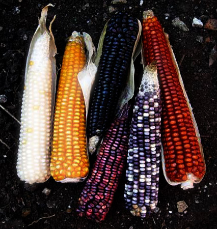 Nacionalidades y Pueblos del Ecuador: CARANQUI