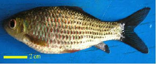 PPN Palabuhanratu: SUDAHKAH ANDA TAHU?? Ikan Nilem (Osteochilus ...