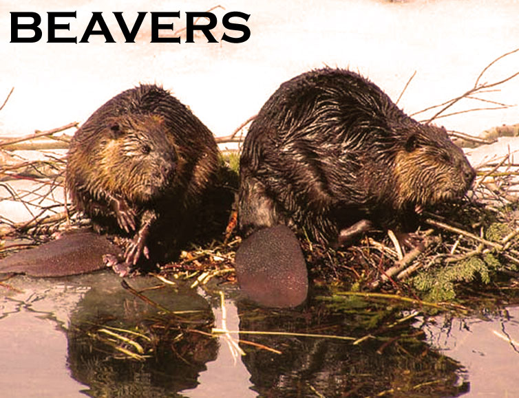 Beaver Pictures: Facts about Beavers - beaver story