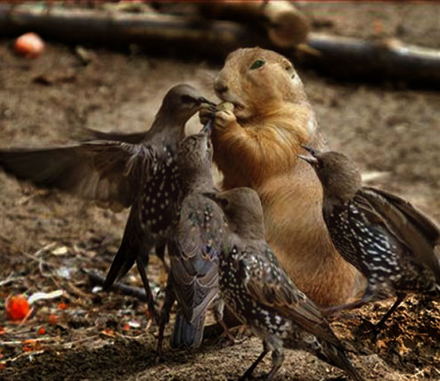 Beaver Pictures: I am busy beaver