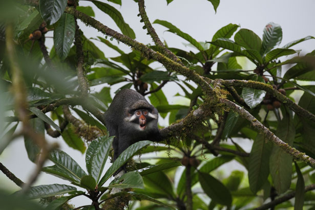 Alex's bio blog: Primate Protection in Bioko