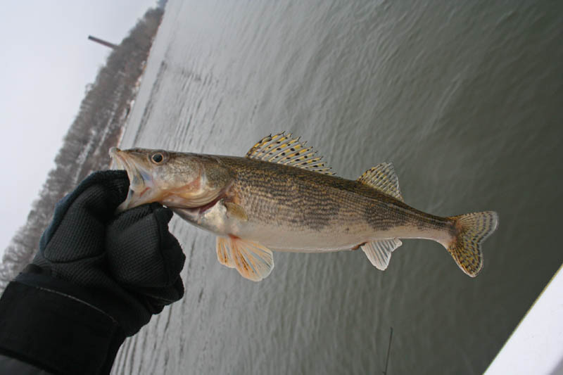 Catch Photo Release Fishing: IL River Sauger Fishing