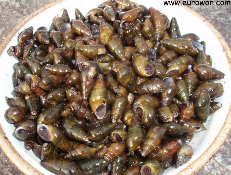 Sopa de caracolillos de río [Eurowon]