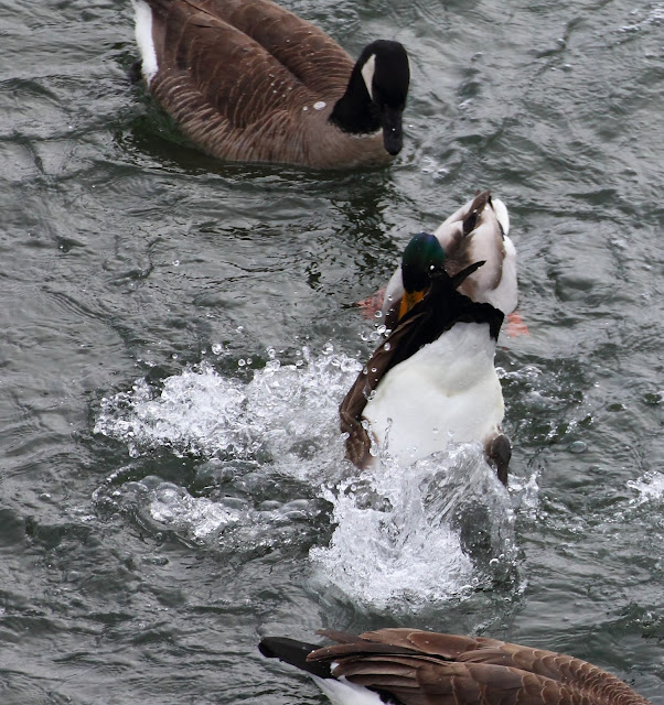 Judge, Jury, and Exhibitioner: Birds of Iowa: Fish in a Barrel