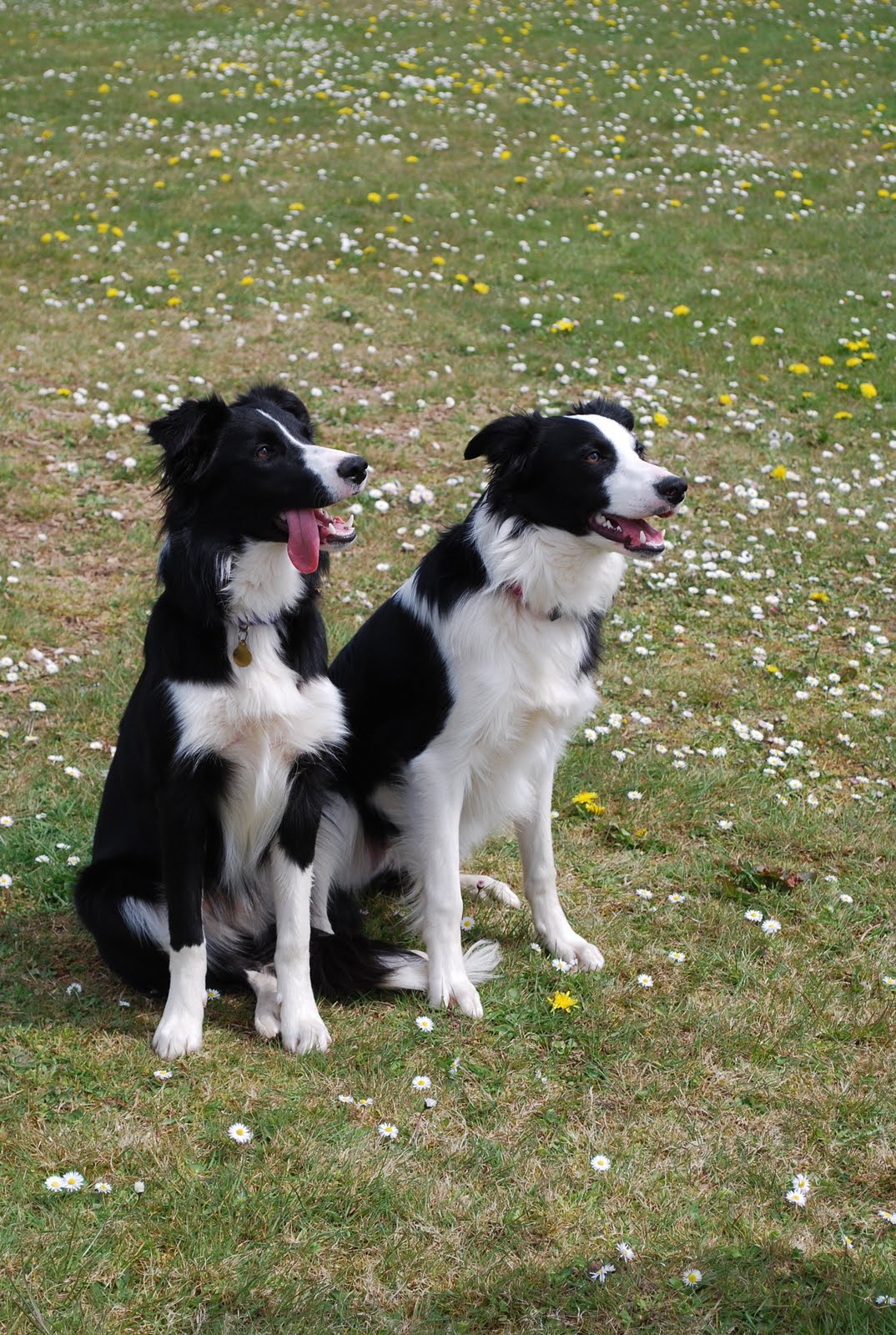 Devongem Border Collies: Puppy reunion Cornwall