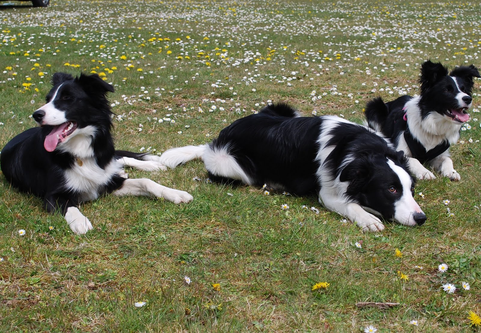 Devongem Border Collies: Puppy reunion Cornwall