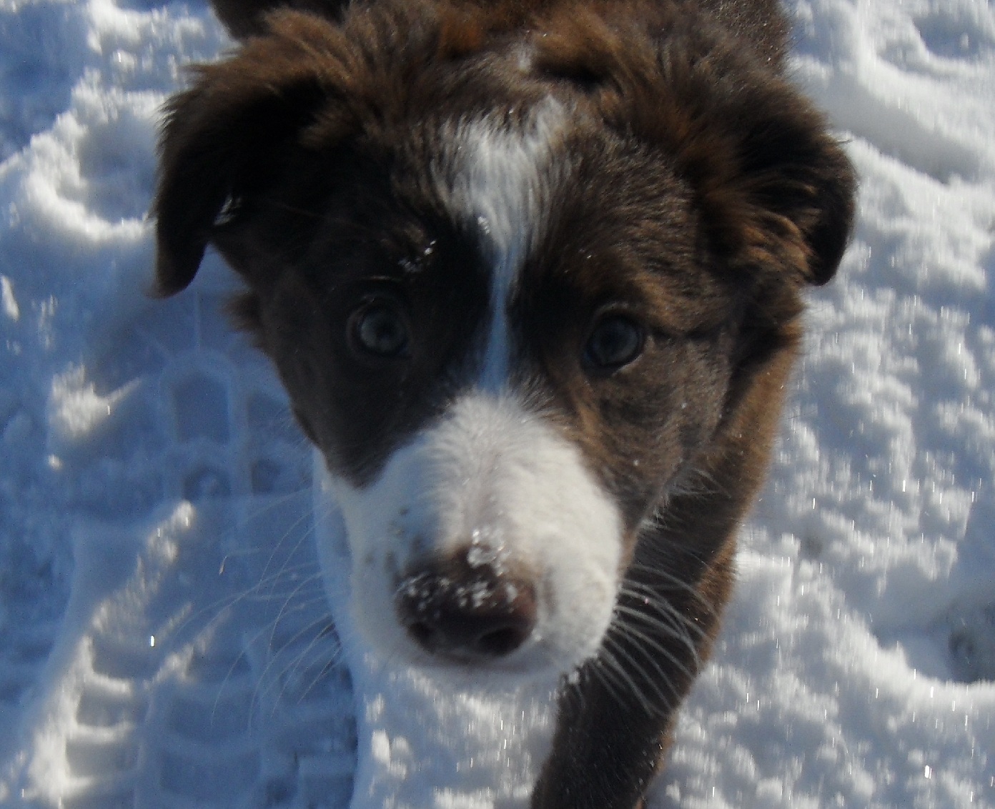 Devongem Border Collies: November 2010