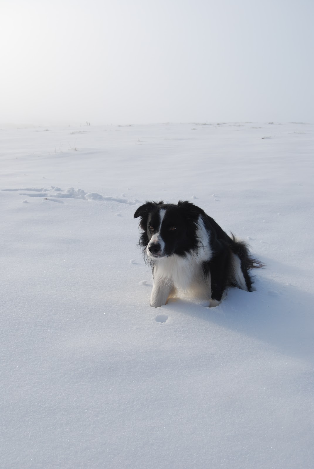 Devongem Border Collies: Christmas Devongems....