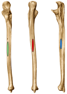 Asi Somos Todos por Dentro: Anatomía Humana Normal.