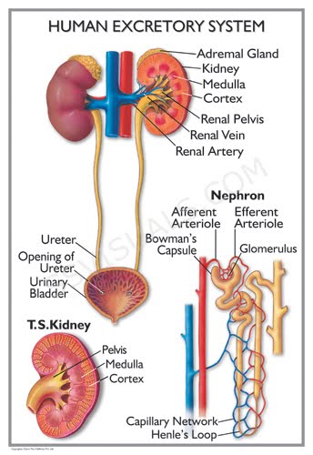 School Workz: Excretory System
