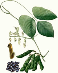 PLANT MEDICINES: Mucuna pruriens