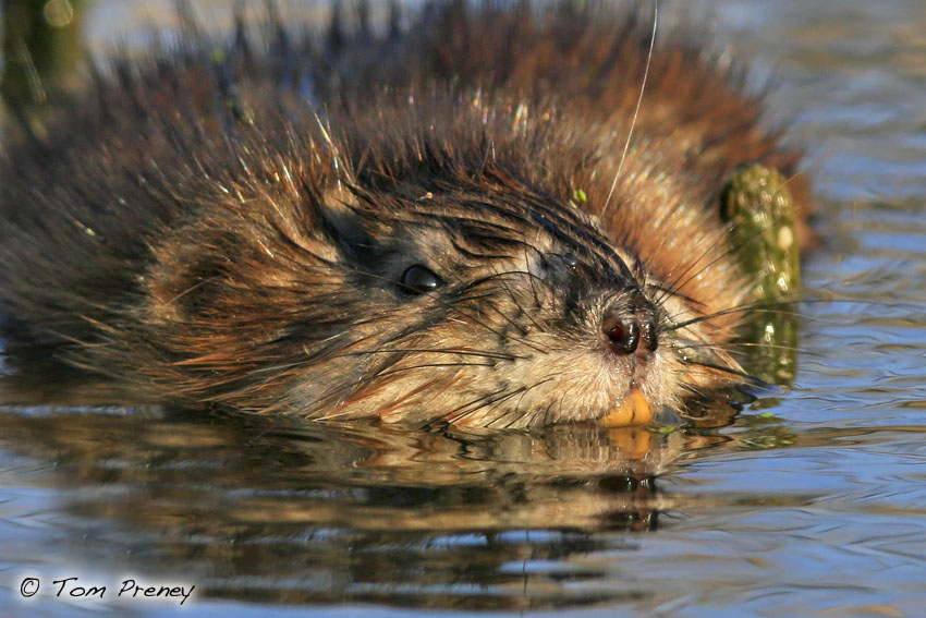 Tom Preney's Blog: Muskrat Behaviour