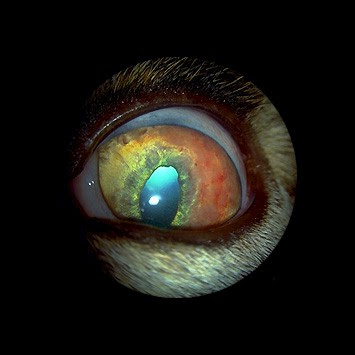 Medical Students Blog: Seasonal hyperacute panuveitis (SHAPU) In Nepal