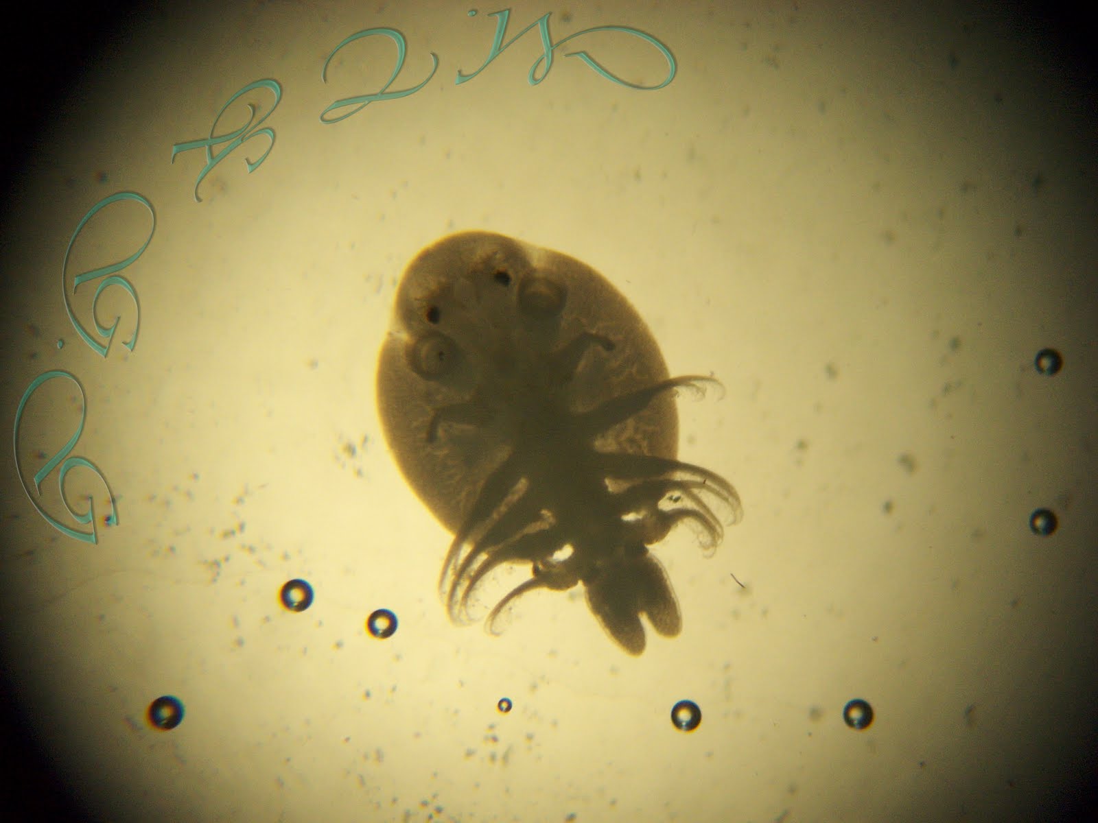 Çok Çeşitli Blog : Arthropoda Lab. Fotoğrafları / Argulus