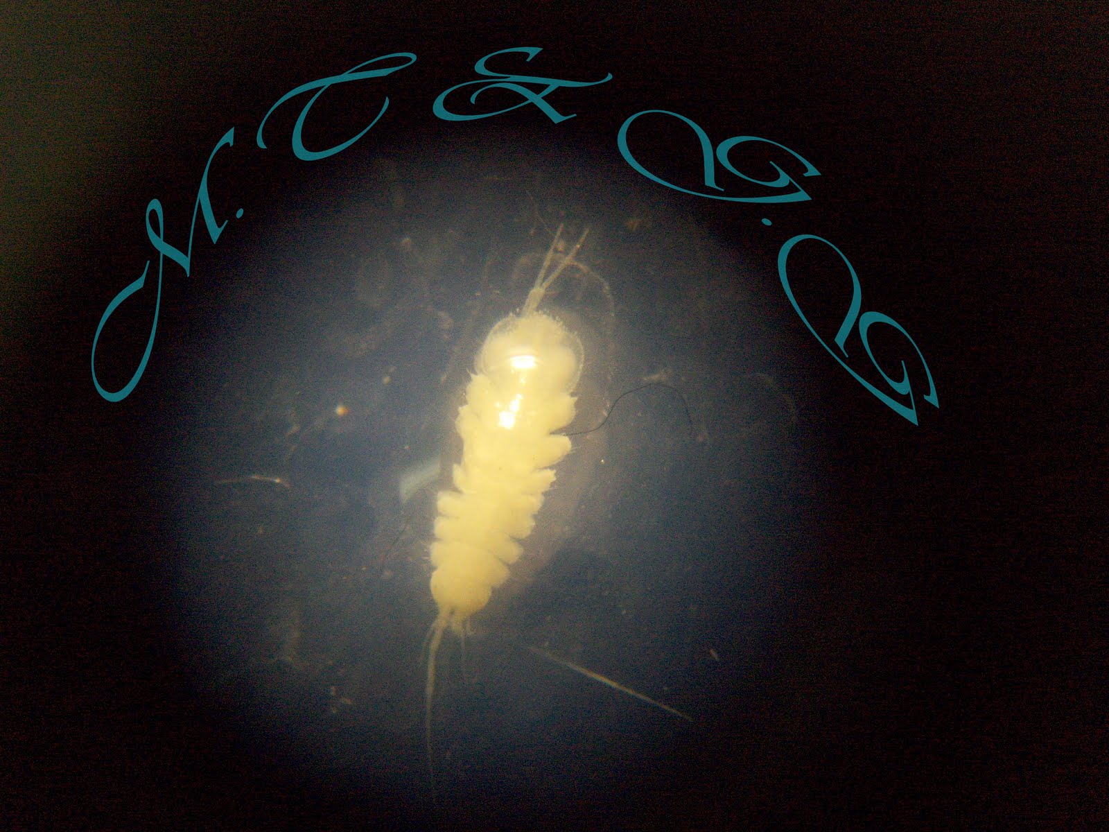 ANADOLU BİYOLOJİ: Arthropoda Lab. Fotoğrafları / Asellus