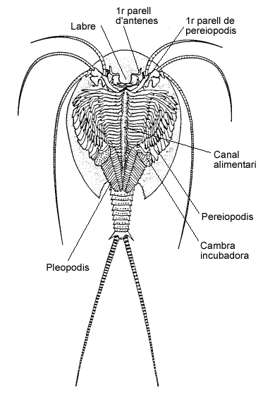 ANADOLU BİYOLOJİ: Arthropoda Lab. Fotoğrafları / Triops