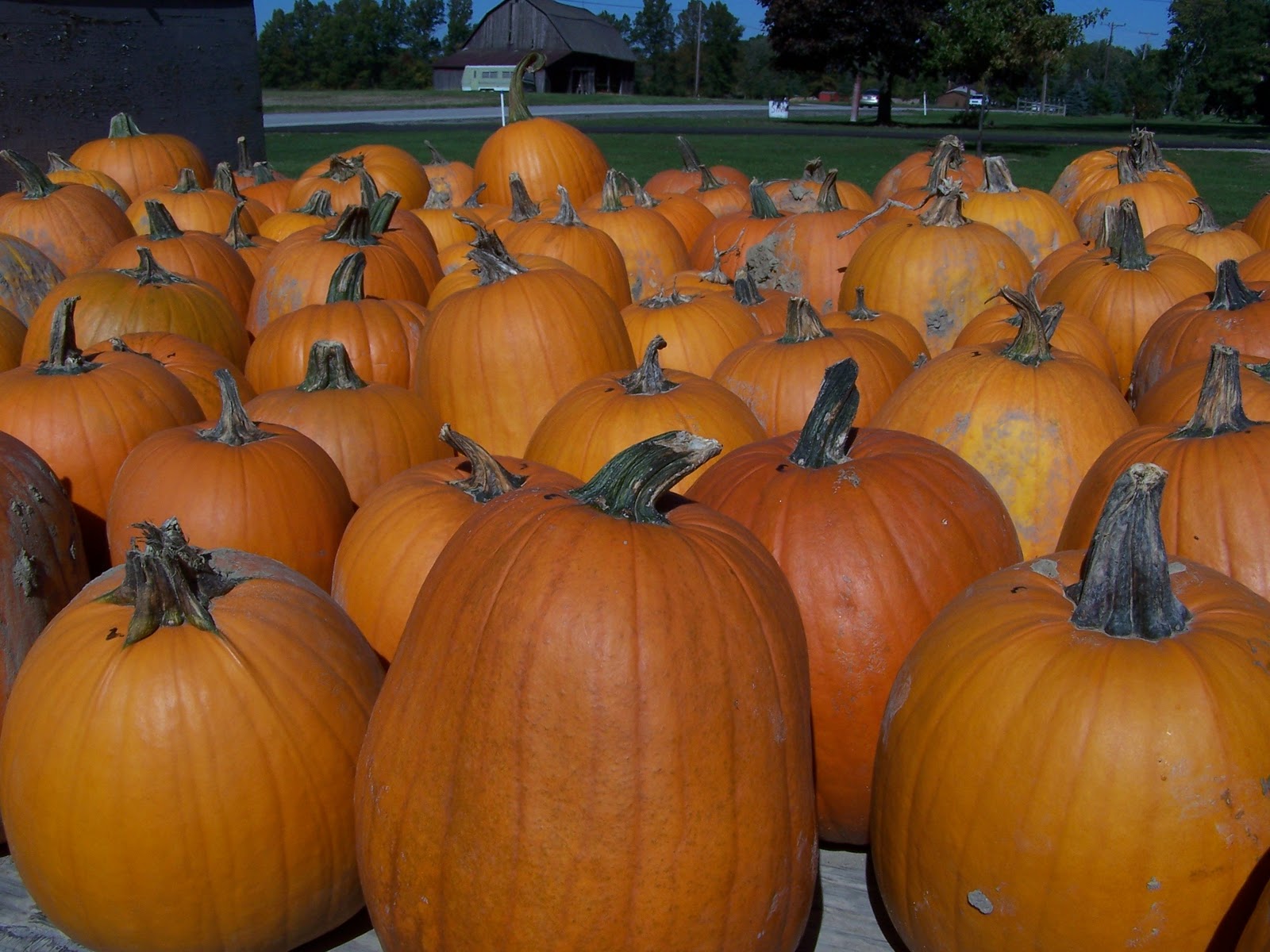 Porch Sittin Time for Scooby: Autumn!!.. abundant,colorful, beautiful