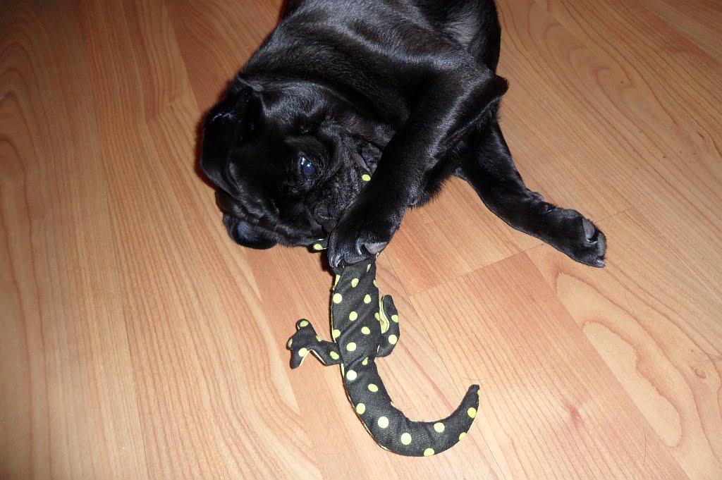 Bellatrix, I'm a Pug!: Predator Pug