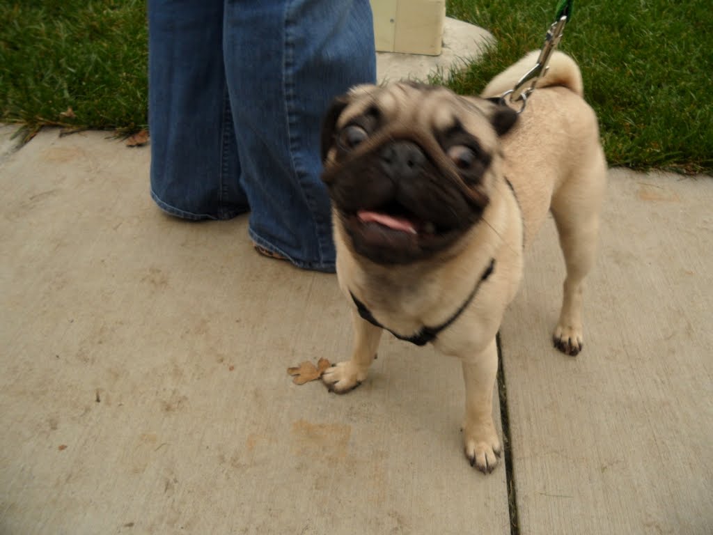 Bellatrix, I'm a Pug!: Random Acts of Cuteness